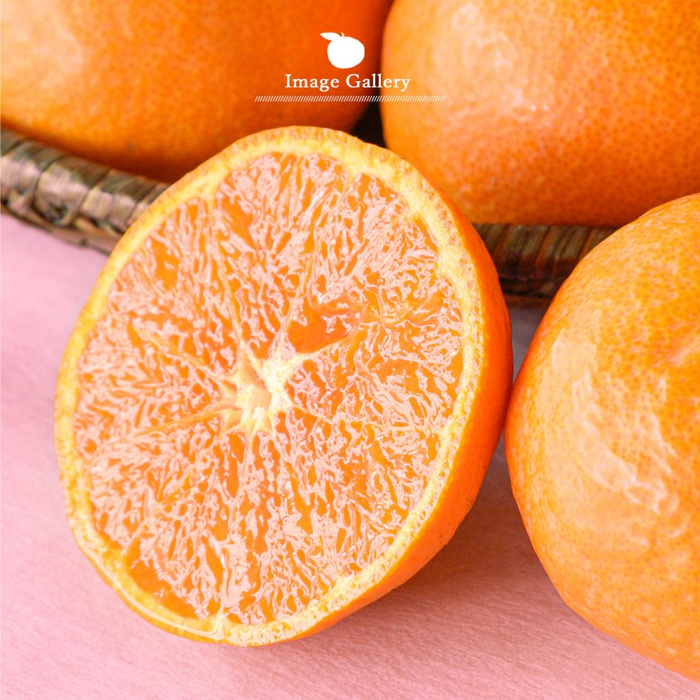 カラマンダリン｜Kara Mandarin | 和歌山有田より温州みかんをはじめ、かんきつの生産、加工、販売 柑橘の専門店 | 和歌山県有田の伊藤農園